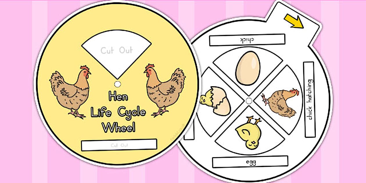 Black and White Hen Life Cycle Spin Wheel (teacher made)