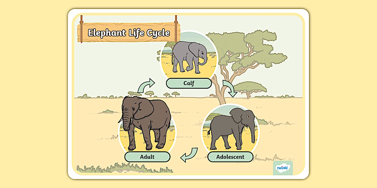 Elephant Life Cycle Display Poster (teacher made) - Twinkl