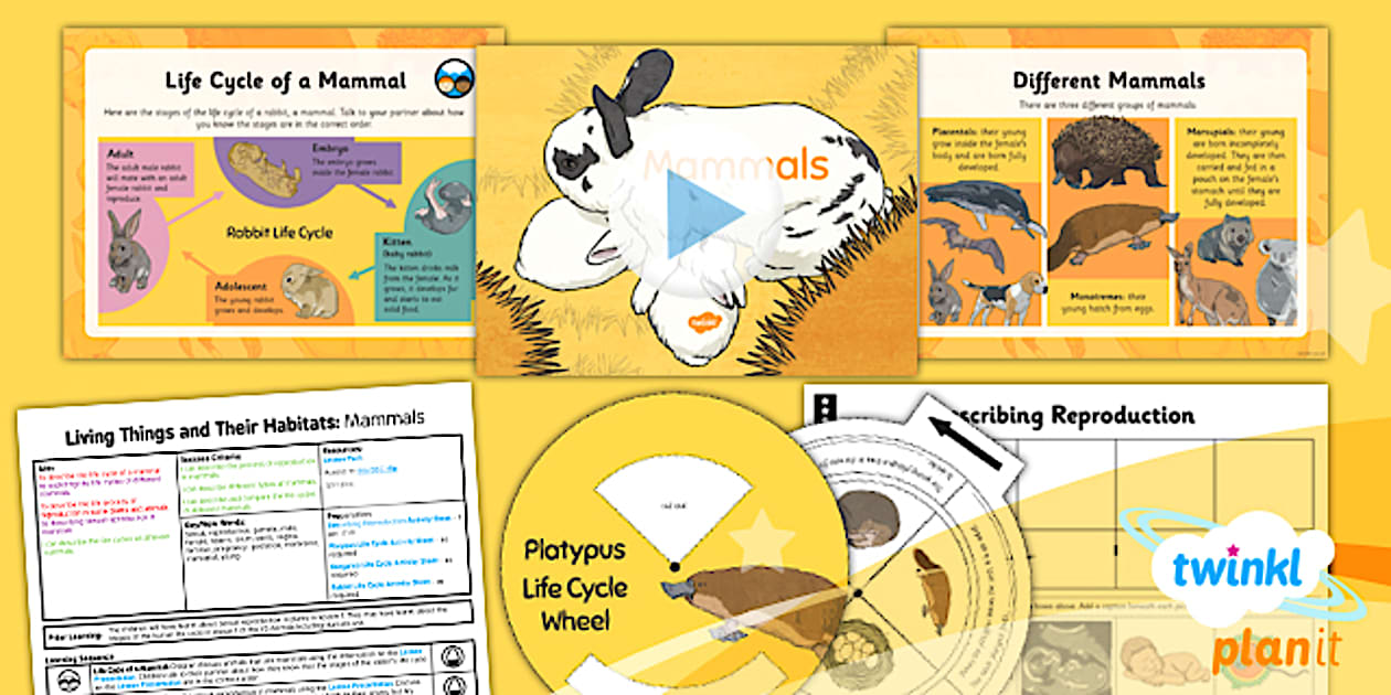Science: Living Things & Habitats: Mammals Year 5 Lesson Pack 3