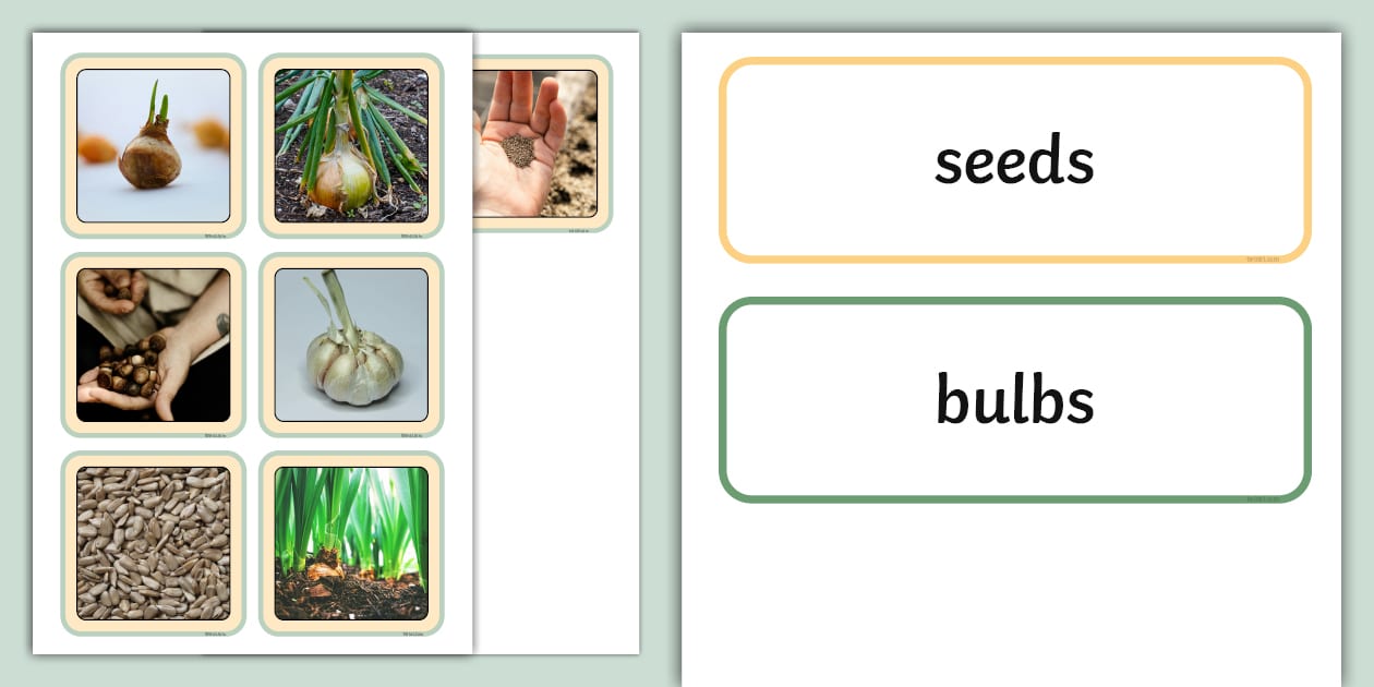 Seeds and Bulbs Sorting Cards (teacher made) - Twinkl