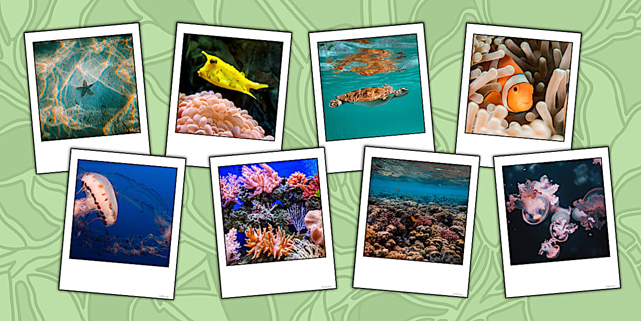 Under the Sea Senses Instant Display Style Photos - Twinkl