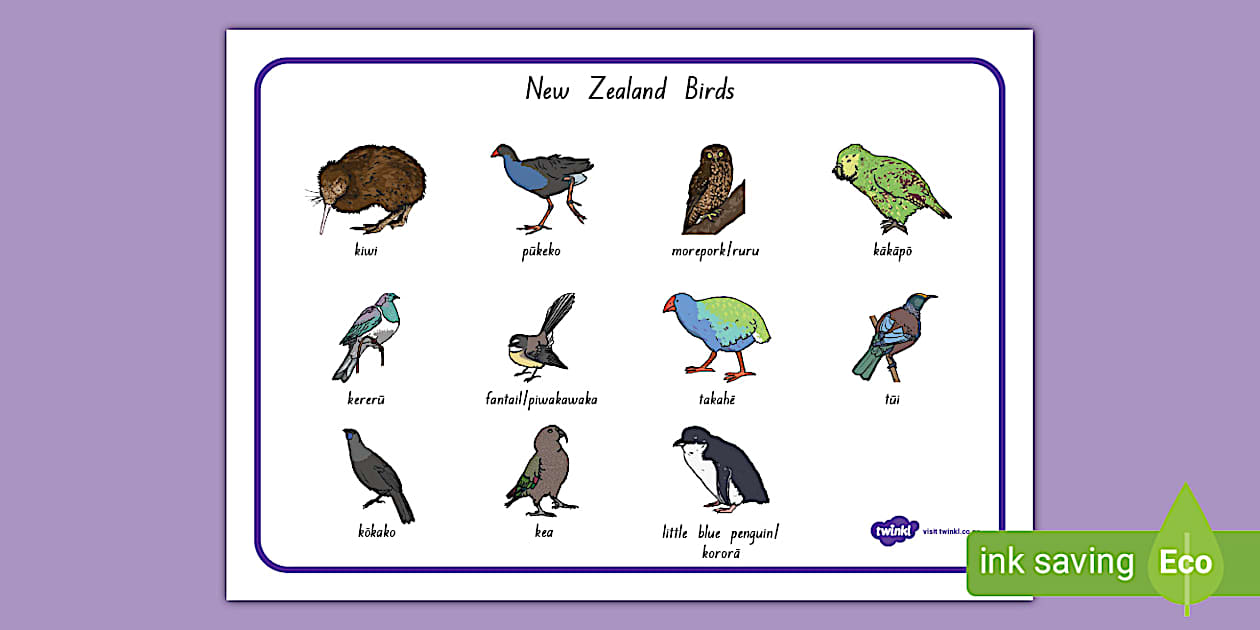 New Zealand Bird Word Mat (teacher made) - Twinkl