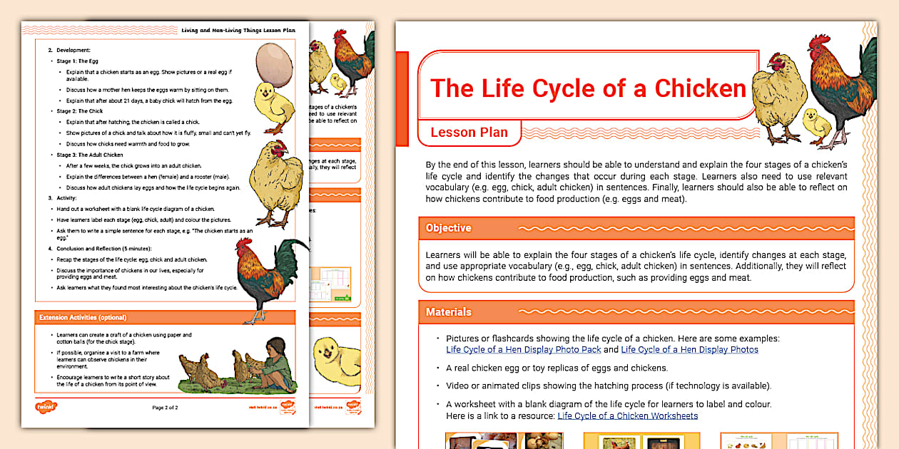 Life Skills -Lesson Plan: Life Cycle of a Chicken