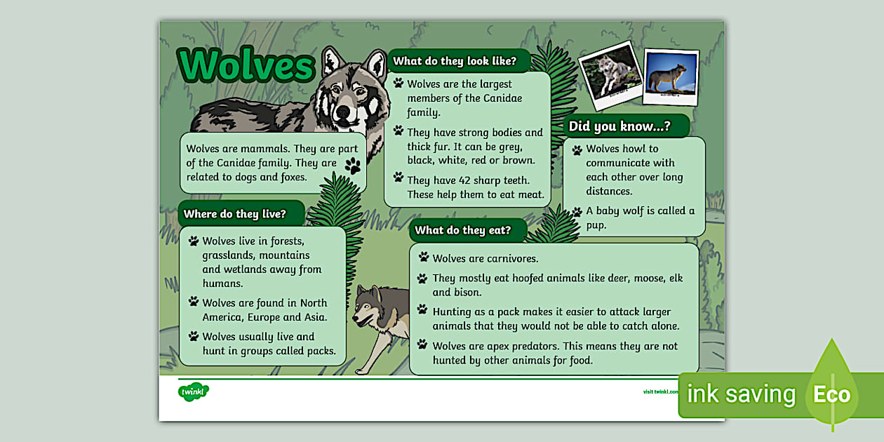 KS1 Wolves Fact File (teacher made) - Twinkl