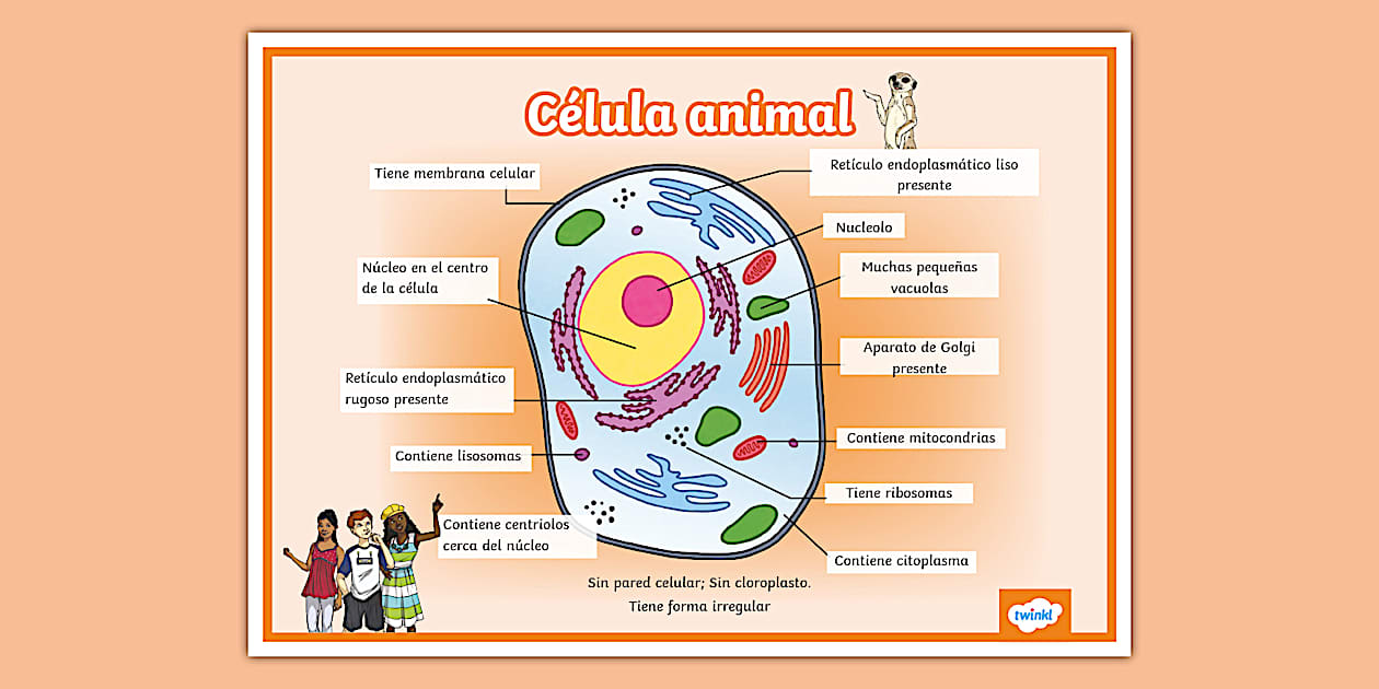 Lámina De La Célula Animal