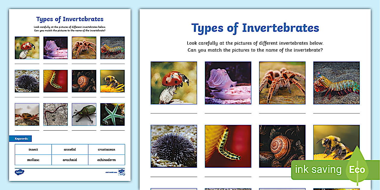 Invertebrates Sorting Activity, Types of Invertebrates