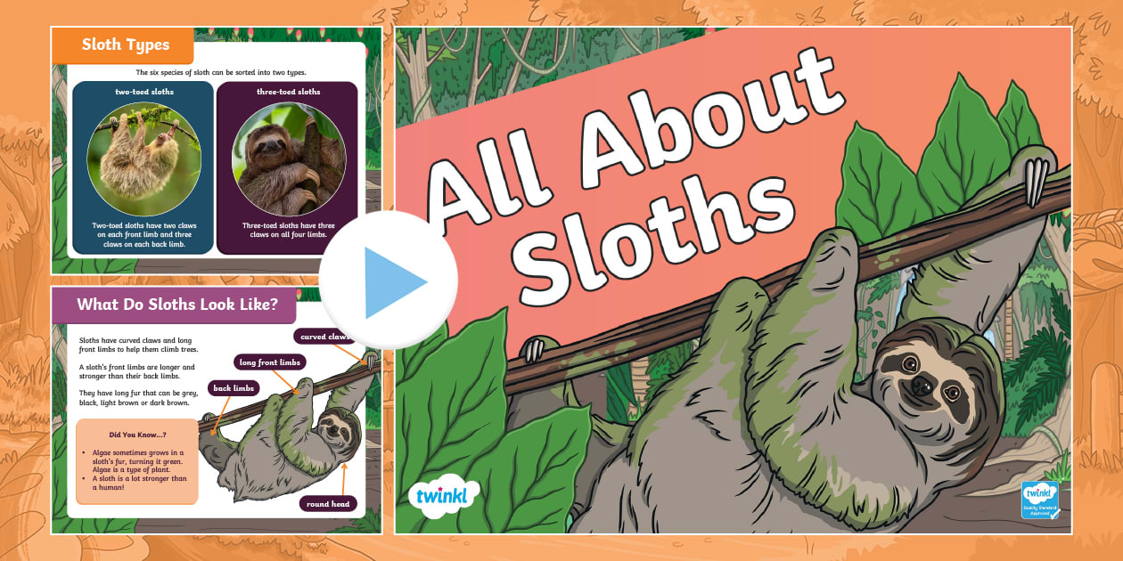 All About Sloths Information PowerPoint (teacher made)