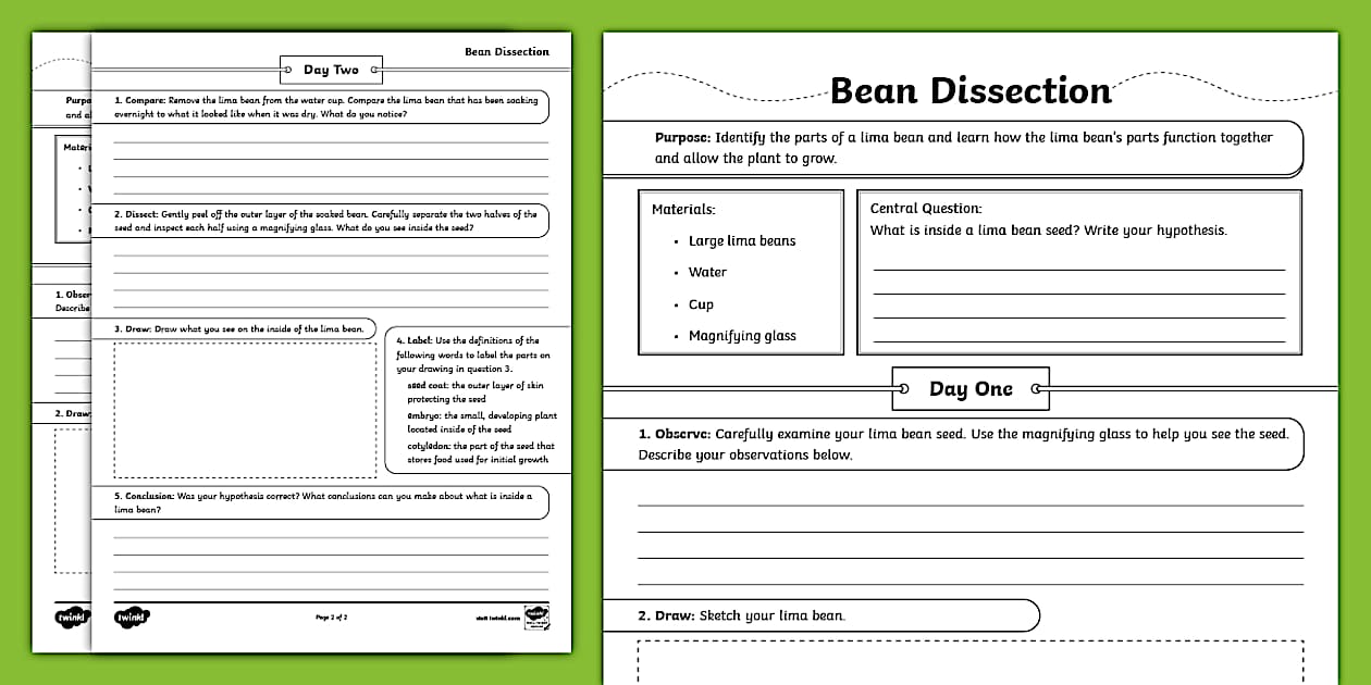 Bean Dissection for 3rd-5th Grade - Twinkl