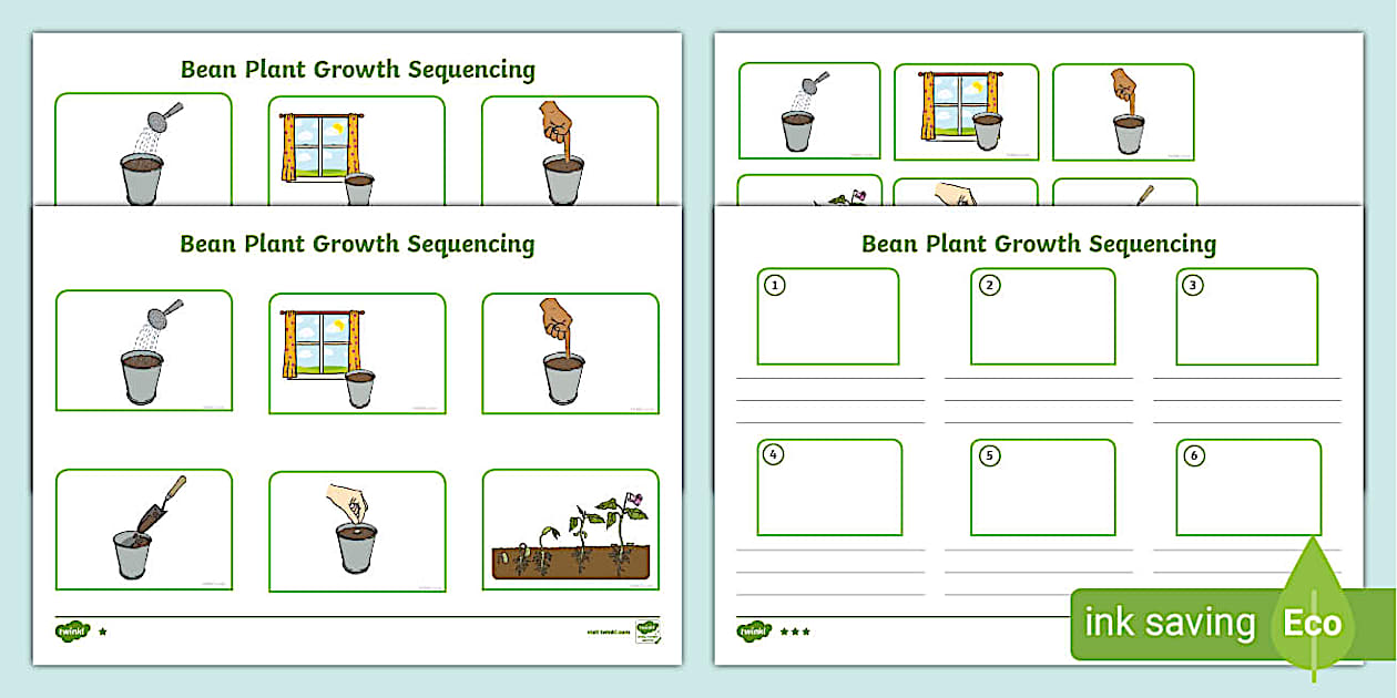 Bean Growing Cut and Stick Sequencing Activity - Twinkl