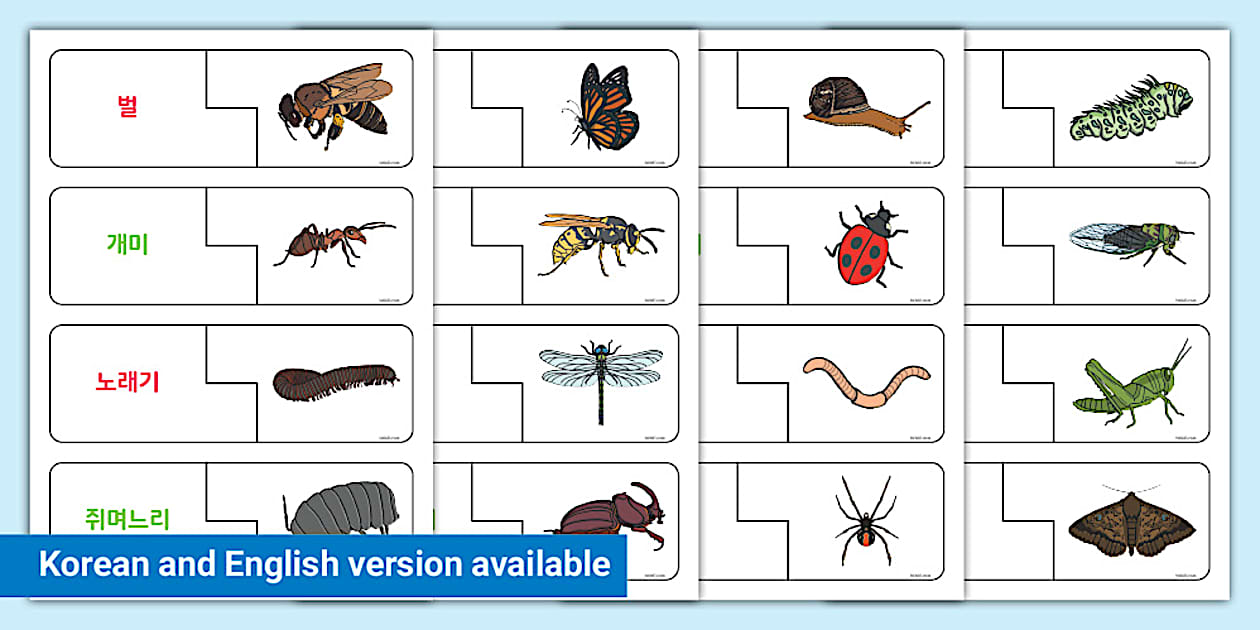 곤충 매칭 퍼즐 | Insects Matching Puzzle - Twinkl