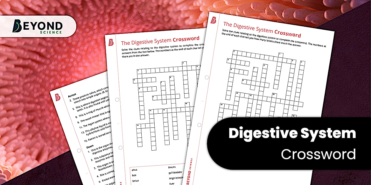 Digestive System Crossword