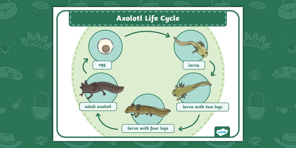 Axolotl Life Cycle Poster - Twinkl