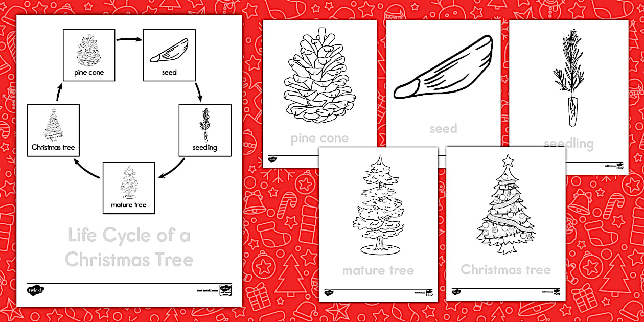 Life Cycle of a Christmas Tree Trace and Color Worksheet