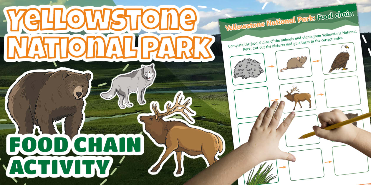 * NEW * Yellowstone National Park | Food chain | Activity Sheet