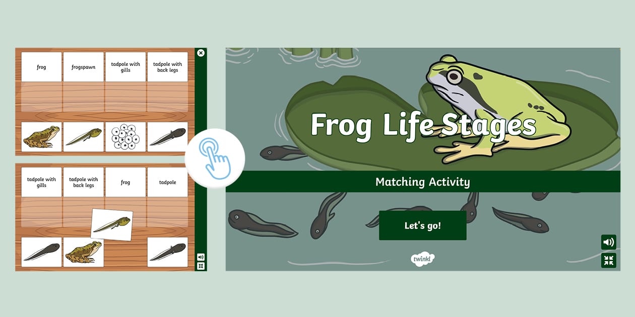 Frog Life Stages Interactive Matching Game (Teacher-Made)