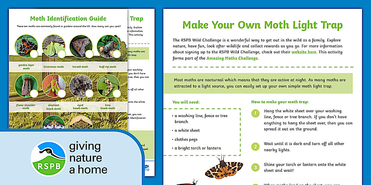 FREE! - Identifying Moths | RSPB Wild Challenges | Twinkl Resources