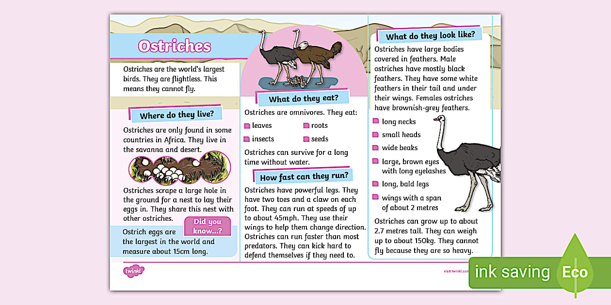 Ostrich Fact File (teacher made) - Twinkl
