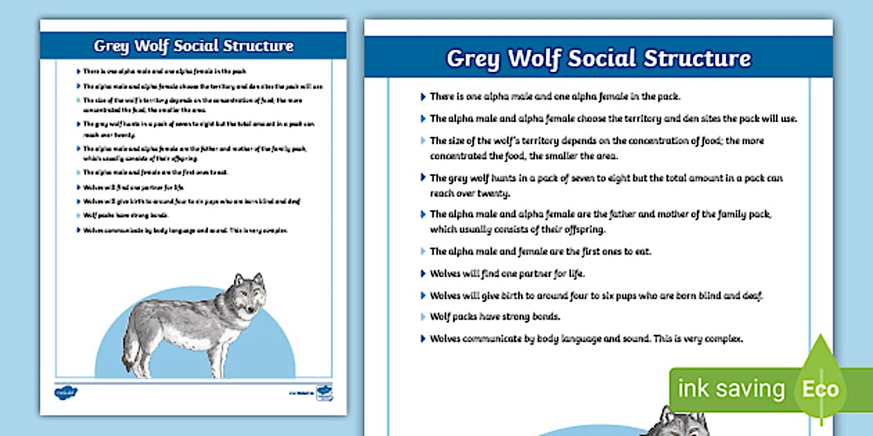 Grey Wolf Social Structure Fact File - Grades 4-6 - Twinkl