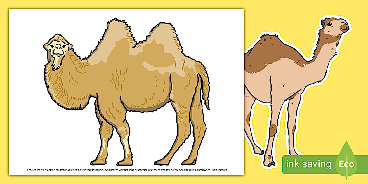 Camel Display Cut-Outs - Twinkl - KS1 (teacher made)