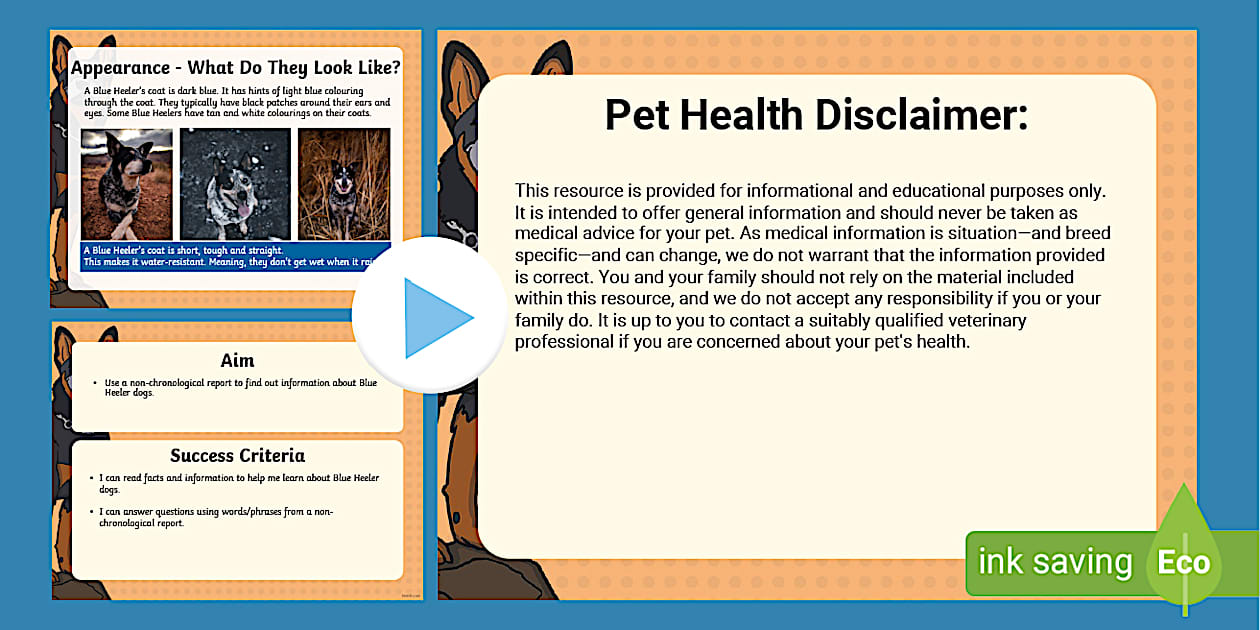 Informative Report on Blue Heeler Dogs PowerPoint - Twinkl