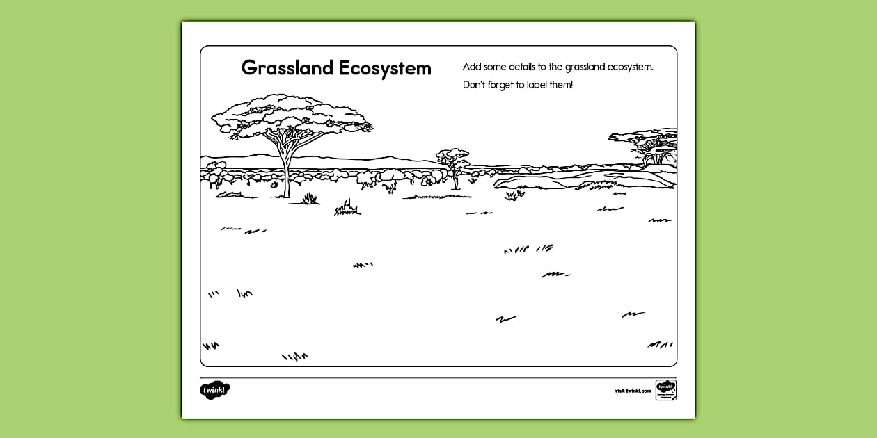 Draw the Grassland Ecosystem Worksheet for K-2nd Grade