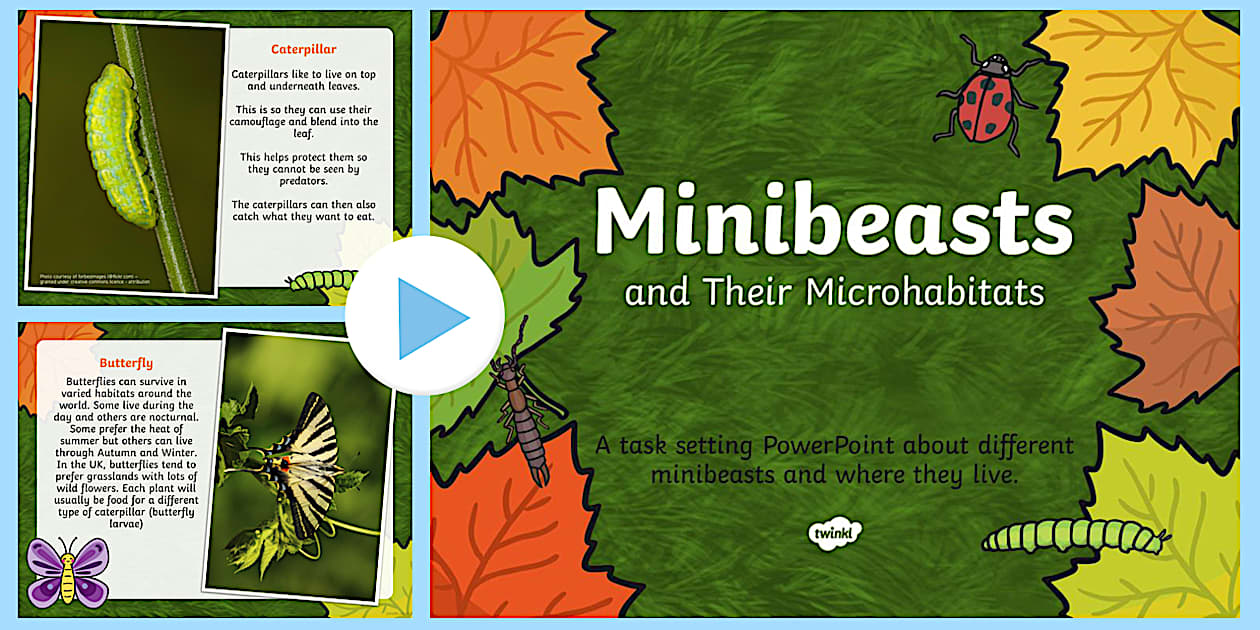 Minibeasts' Habitats and Microhabitats PowerPoint
