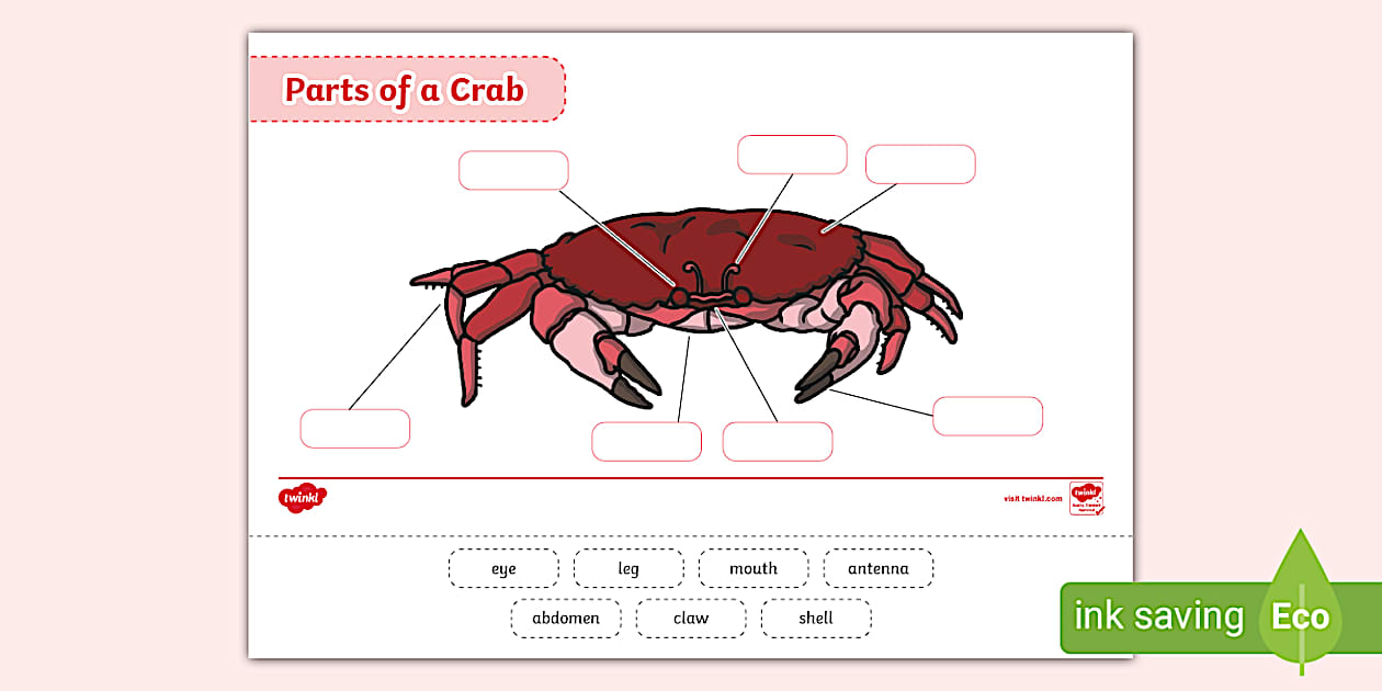 Parts of a Crab Labelling Activity - Twinkl - KS1 - Twinkl
