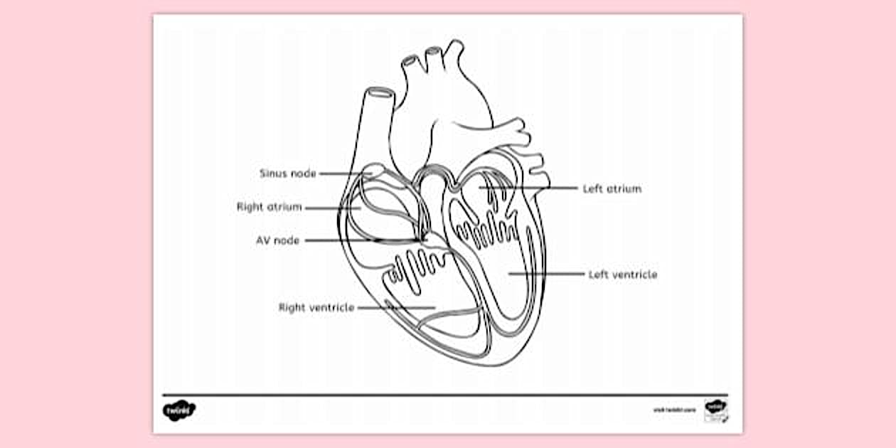 Heart Anatomy Colouring Page | Colouring Sheets - Twinkl