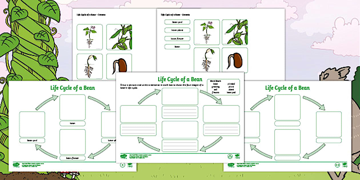 Fee! Fi! Fo! Fum! Life Cycle of a Bean Differentiated Worksheets