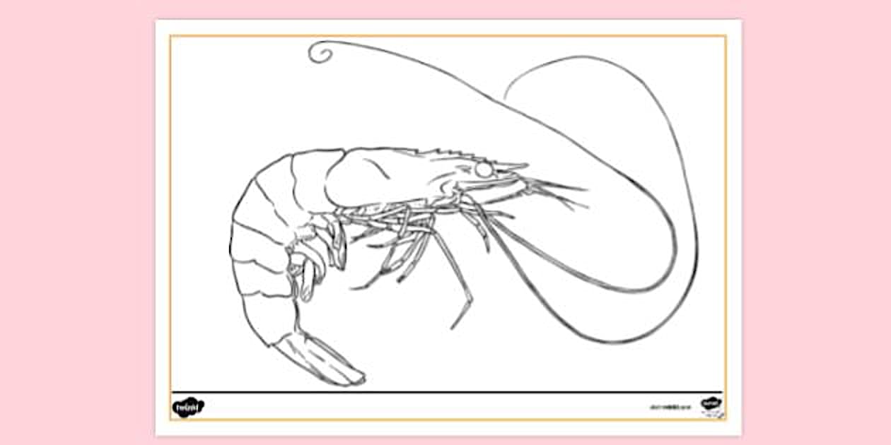 Shrimp Colouring Page - Primary School (Teacher-Made)