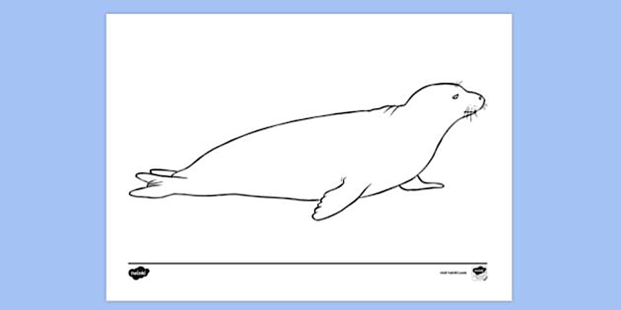 Caribbean Monk Seal Colouring | Colouring Sheet - Twinkl