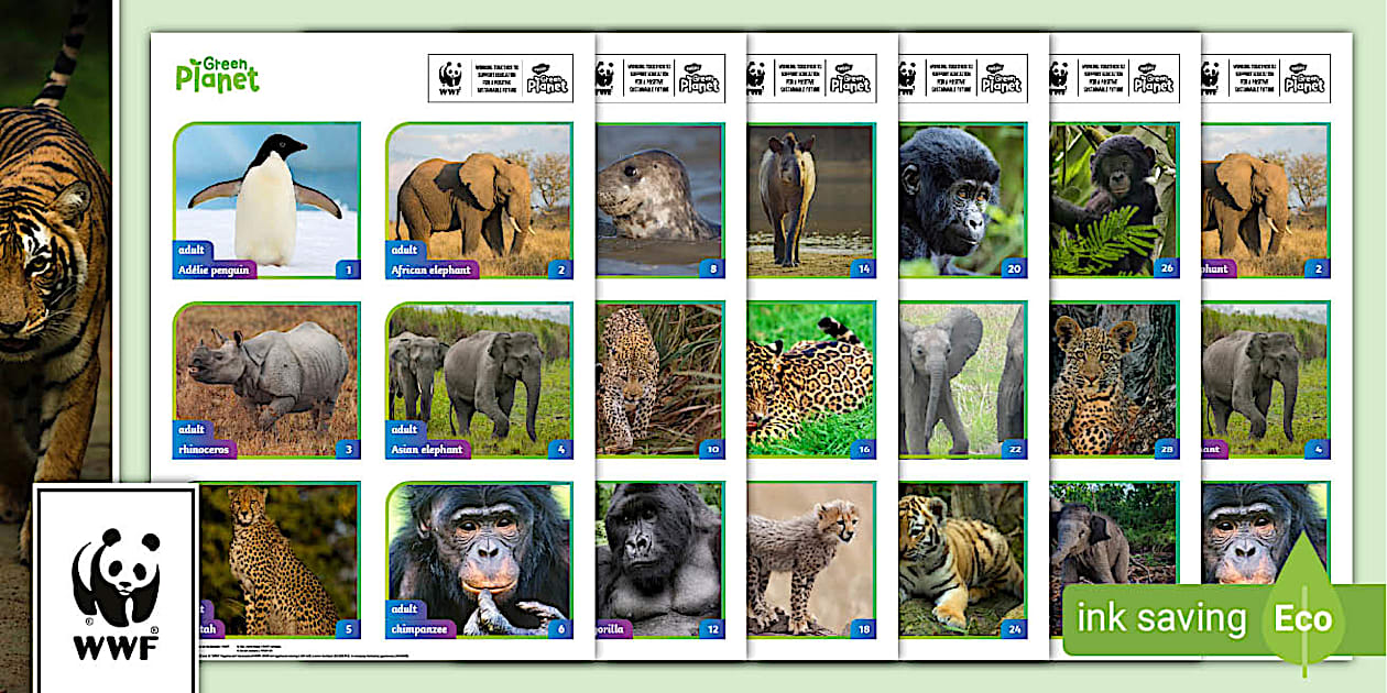FREE! - WWF Evolution and Inheritance Card Game | Twinkl Resources