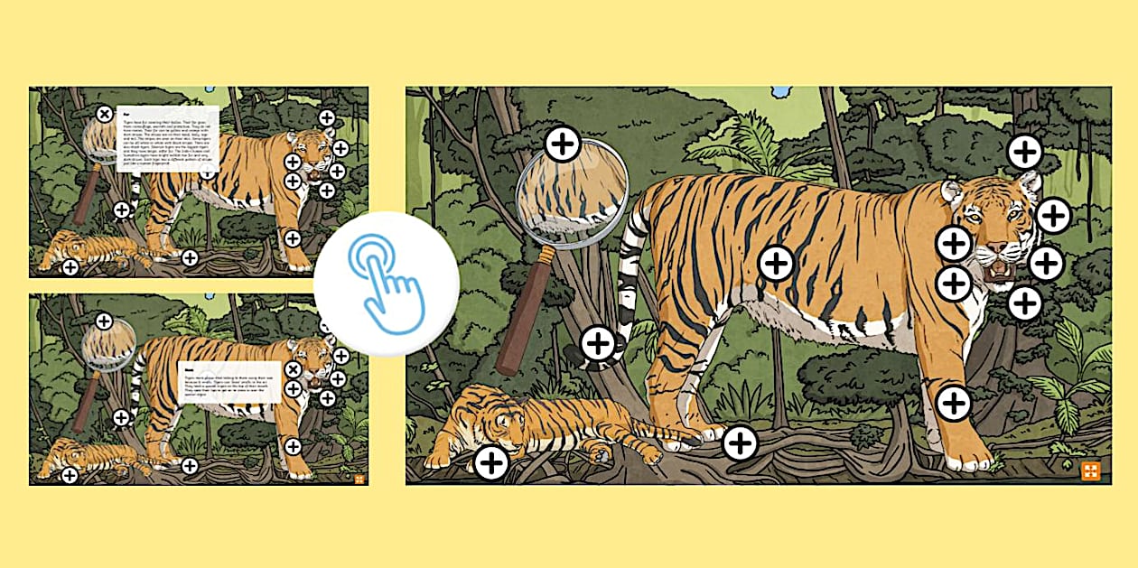 Tiger Information Hotspots (teacher made) - Twinkl