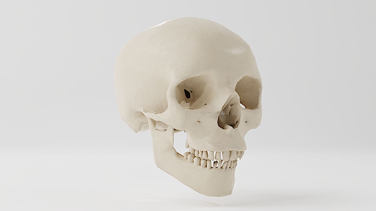 3D Model: Human Body - Human Skull