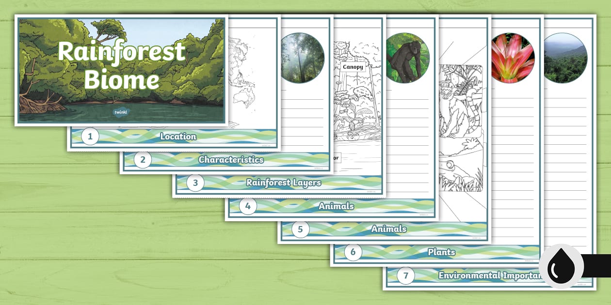 Rainforest Flipbook (teacher made) - Twinkl