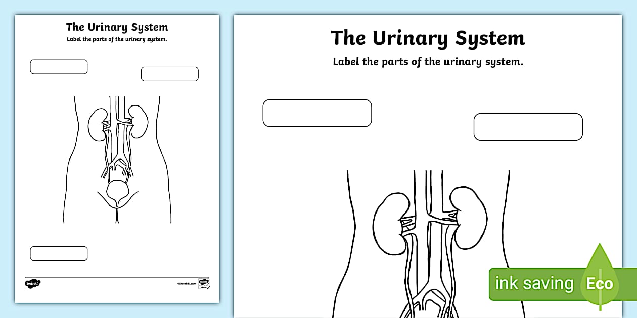 Kidney and Bladder Labeling Worksheet (Teacher-Made)