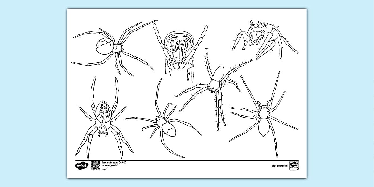 Spider Colouring Pages | Colouring Sheets (teacher made)