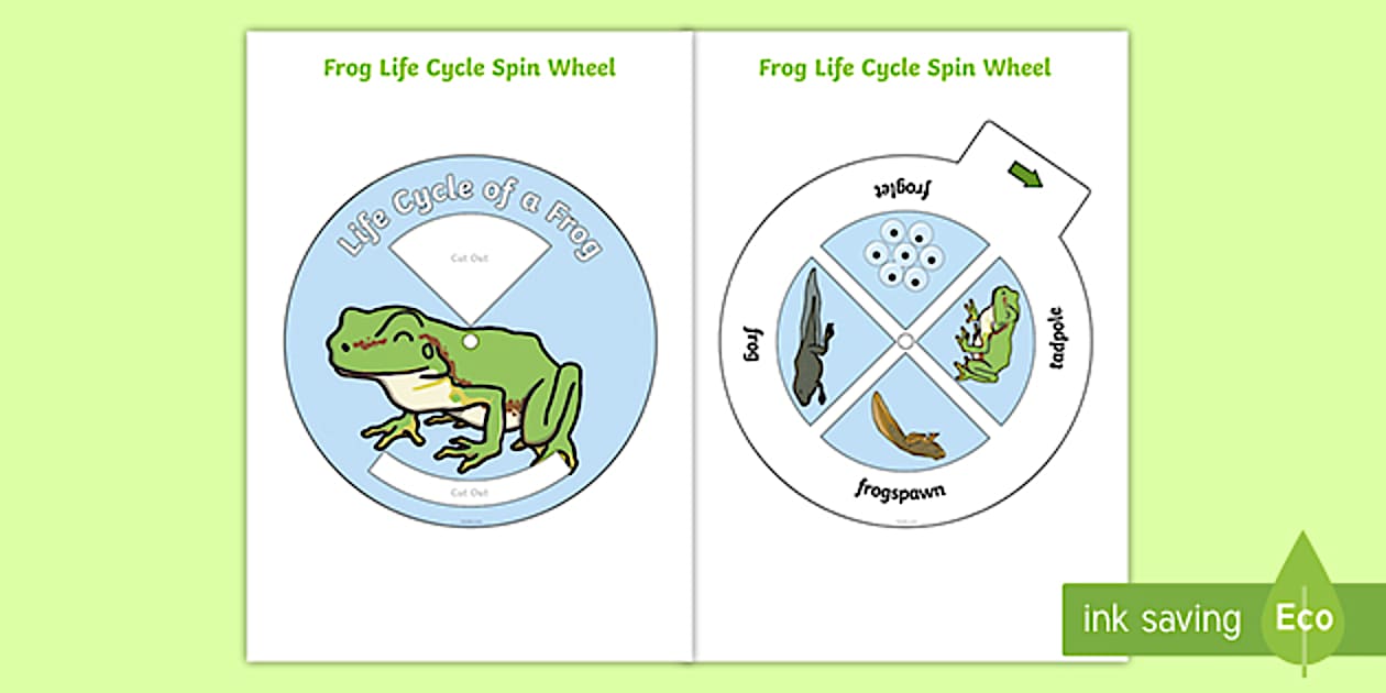 Black and White Frog Life Cycle Spin Wheel (teacher made)