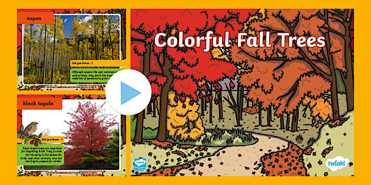 Trees in the Fall PowerPoint for Kids | Twinkl USA - Twinkl