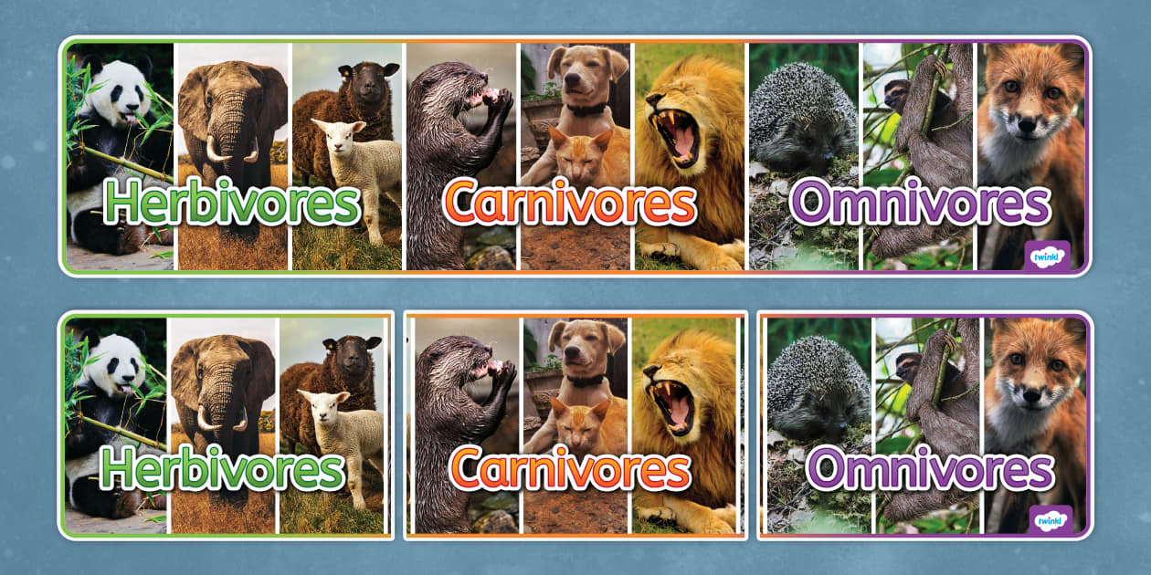 Carnivores Herbivores Omnivores Photo Display Banner