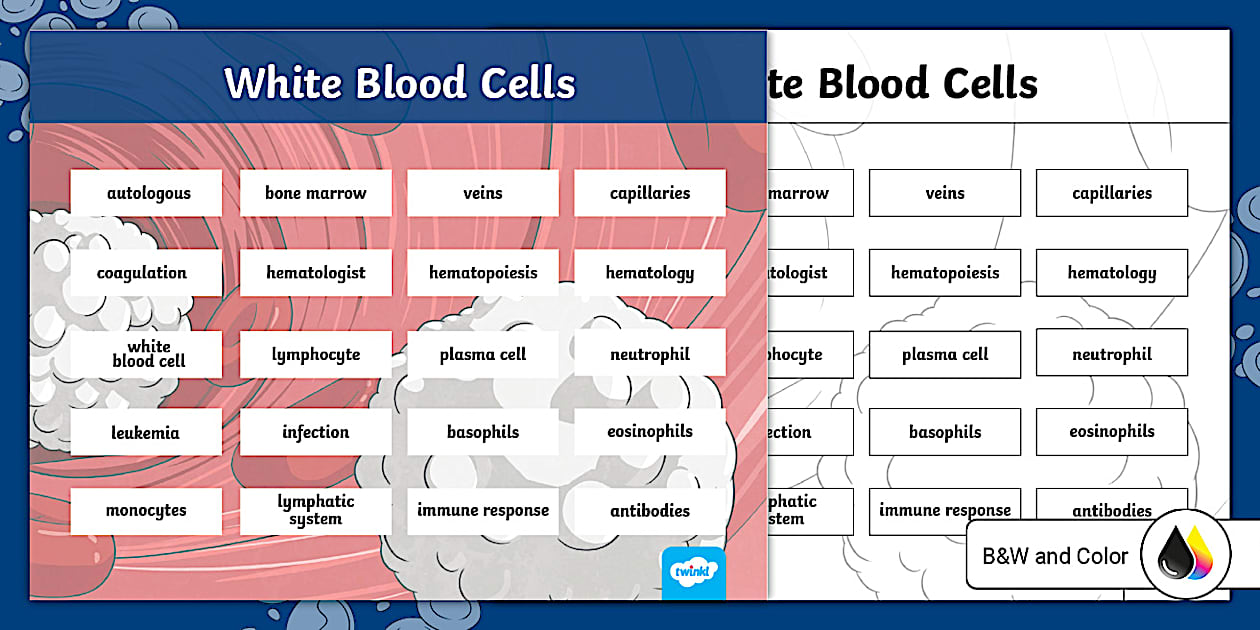 White Blood Cells Vocabulary Mat for 6th-8th Grade - Twinkl