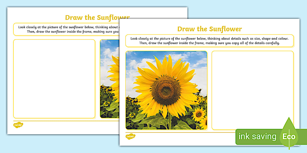 Draw the Sunflower Art Activity (teacher made) - Twinkl