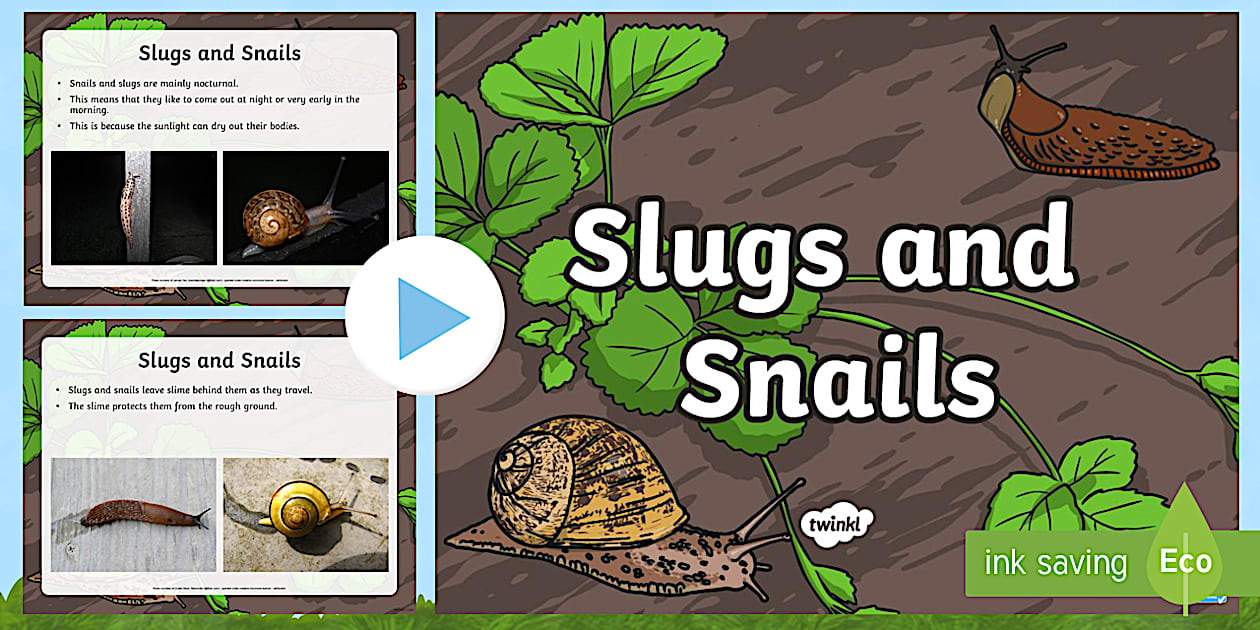 All About Slugs and Snails EYFS Information PowerPoint