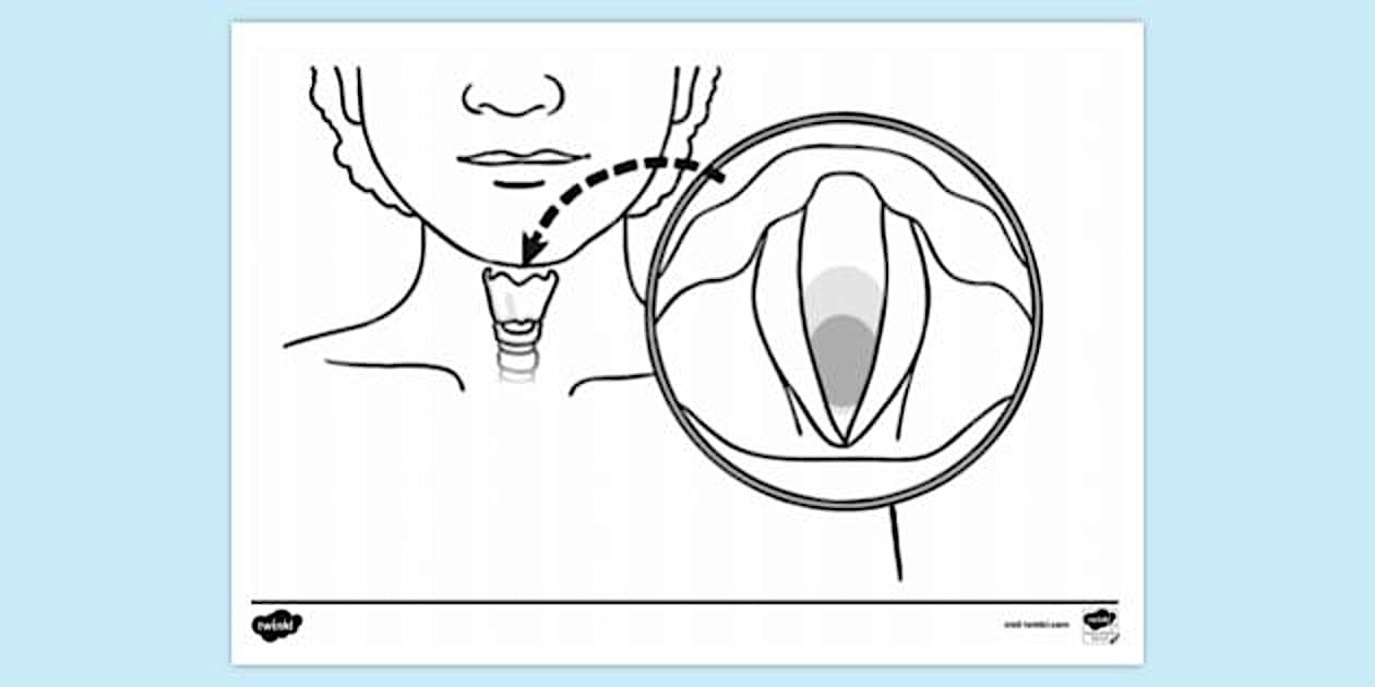 Larynx Colouring Sheet | Colouring Sheets (teacher made)