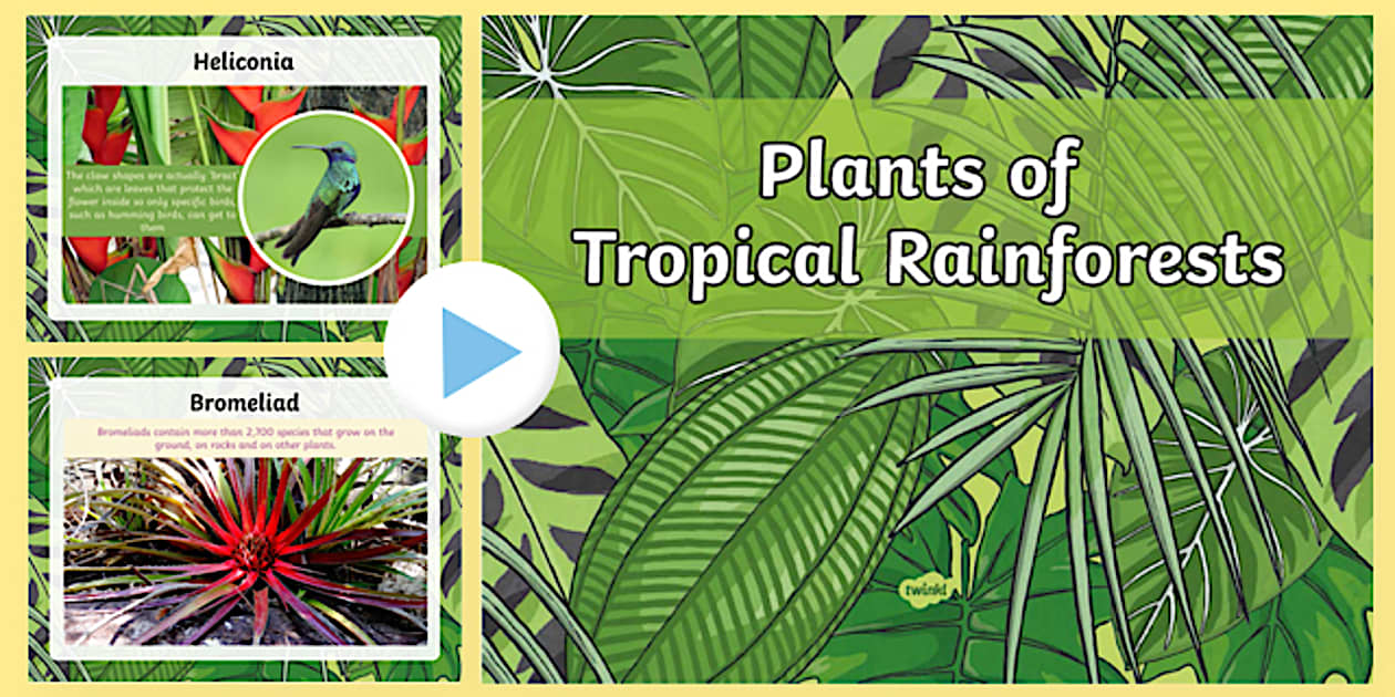 Plants of the Rainforest PowerPoint (teacher made) - Twinkl