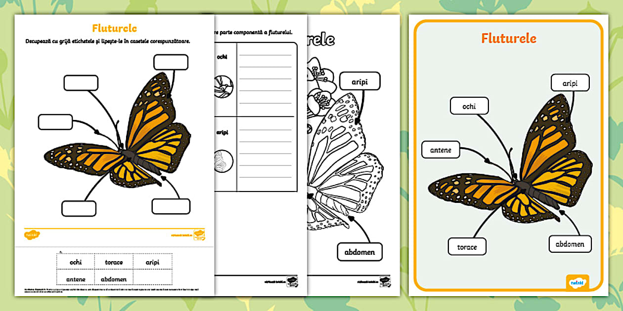 Părțile componente ale fluturelui – Pachet cu resurse