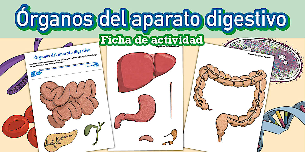 Ficha de actividad: Órganos del aparato digestivo