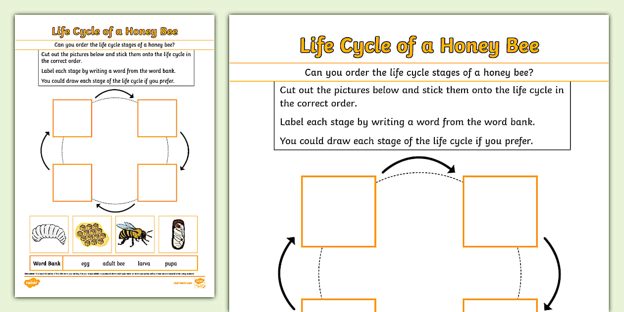 Life Cycle of a Honey Bee Activity Sheet - KS1 - Twinkl
