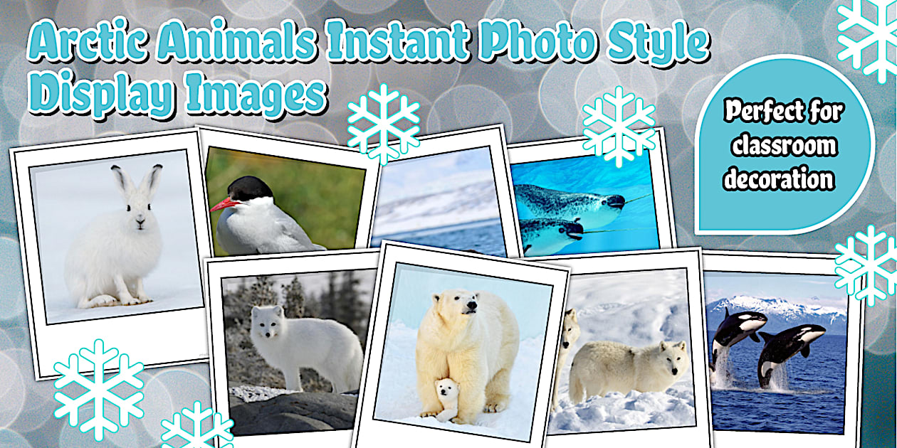 Arctic Animals Instant Photo Style Display Images