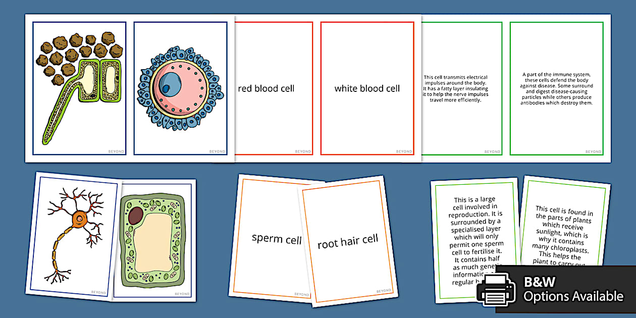 Specialised Cells Find a Friend Card Sort | Biology | Beyond